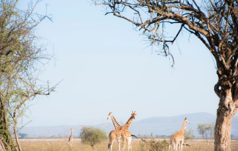 MBWEHA CAMP - Bountiful Safaris