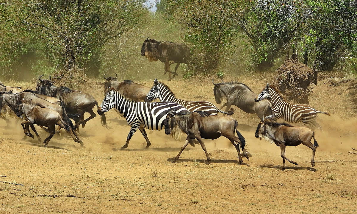 3 Days Masai Mara Group Joining Safari Packages | Best Kenya Tours