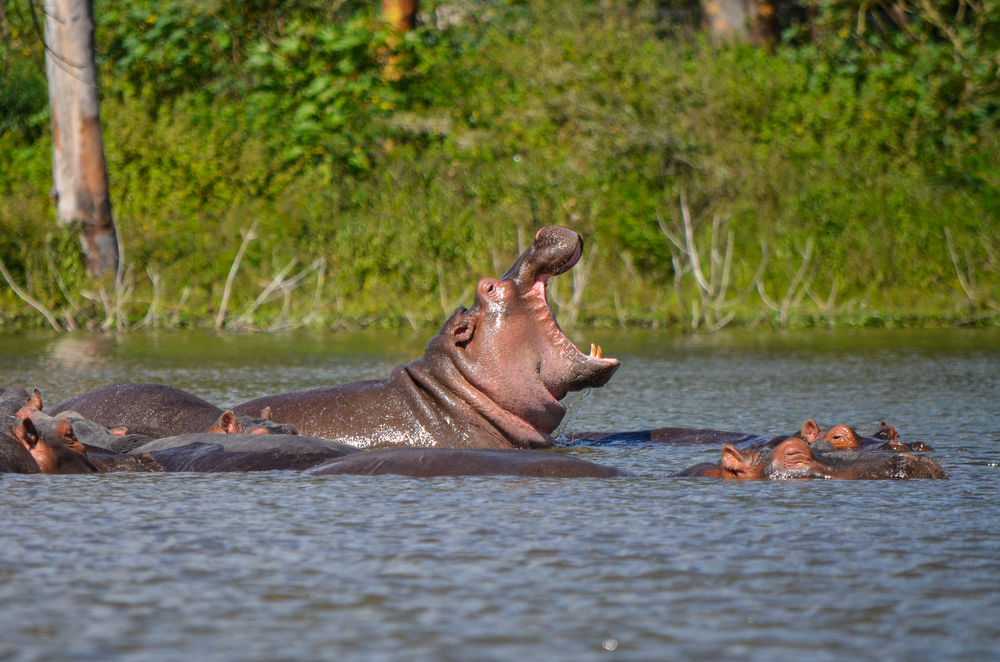 Hippo High Jinks & Secret Hikes: Naivasha's Wild Side - Bountiful Safaris